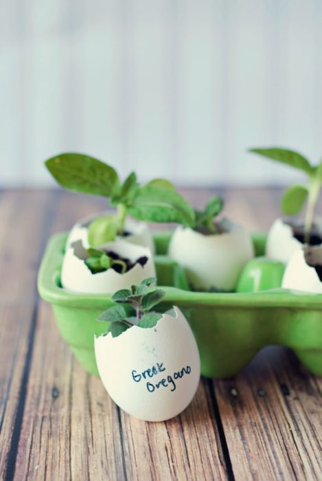 Eggshell Seed Starter